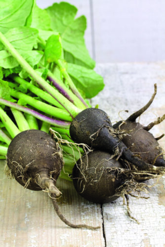 Best Radish Types for Fall - Grit